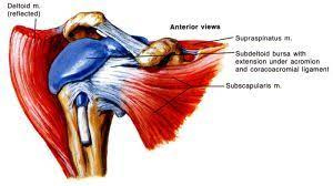 Bolesti ramenního kloubu | Rehazone.cz